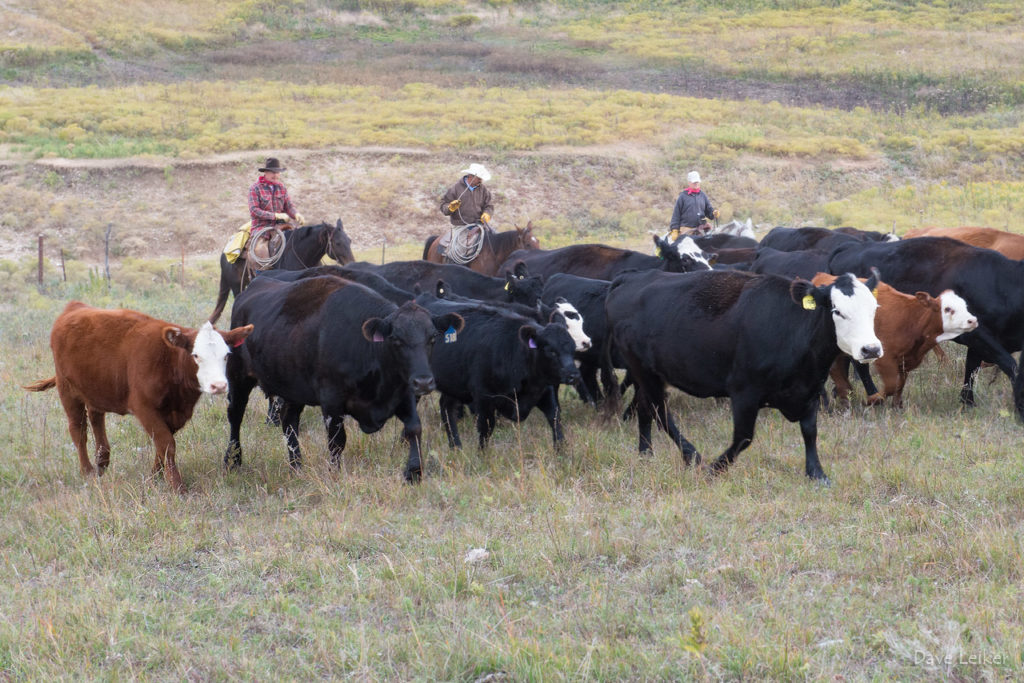 Cattle Work | Flint Hills Ranch Heritage