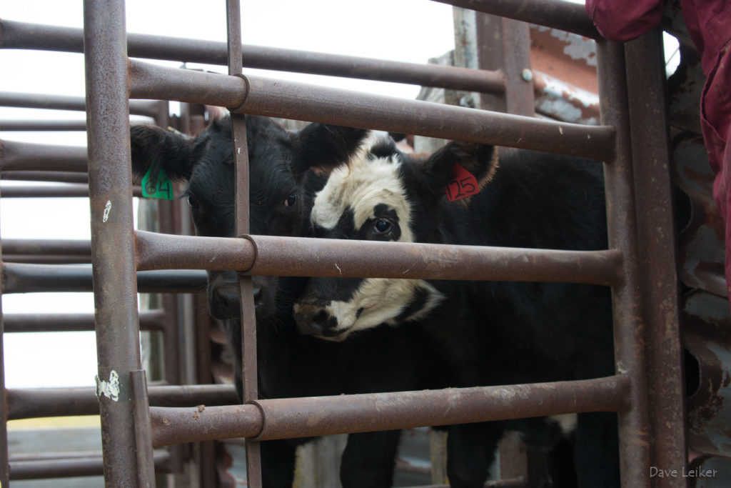Cattle Work | Flint Hills Ranch Heritage