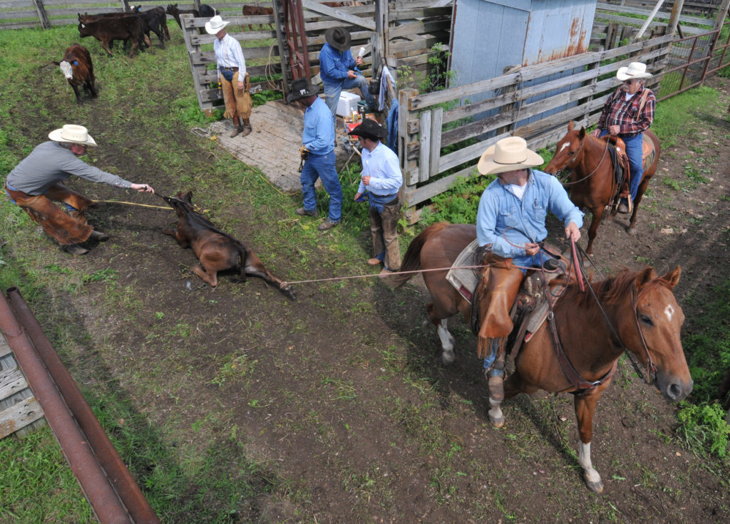 Cattle Work | Flint Hills Ranch Heritage