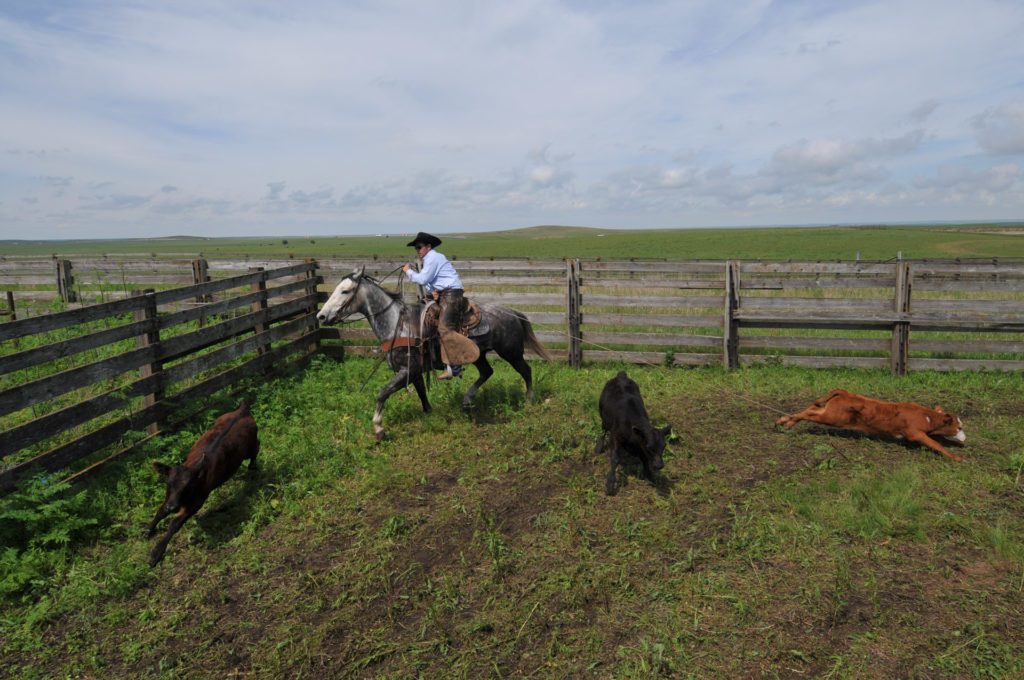 Cattle Work | Flint Hills Ranch Heritage