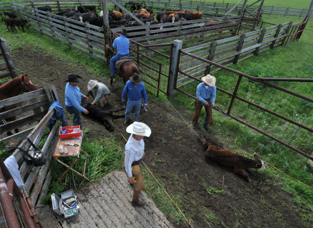 Cattle Work | Flint Hills Ranch Heritage