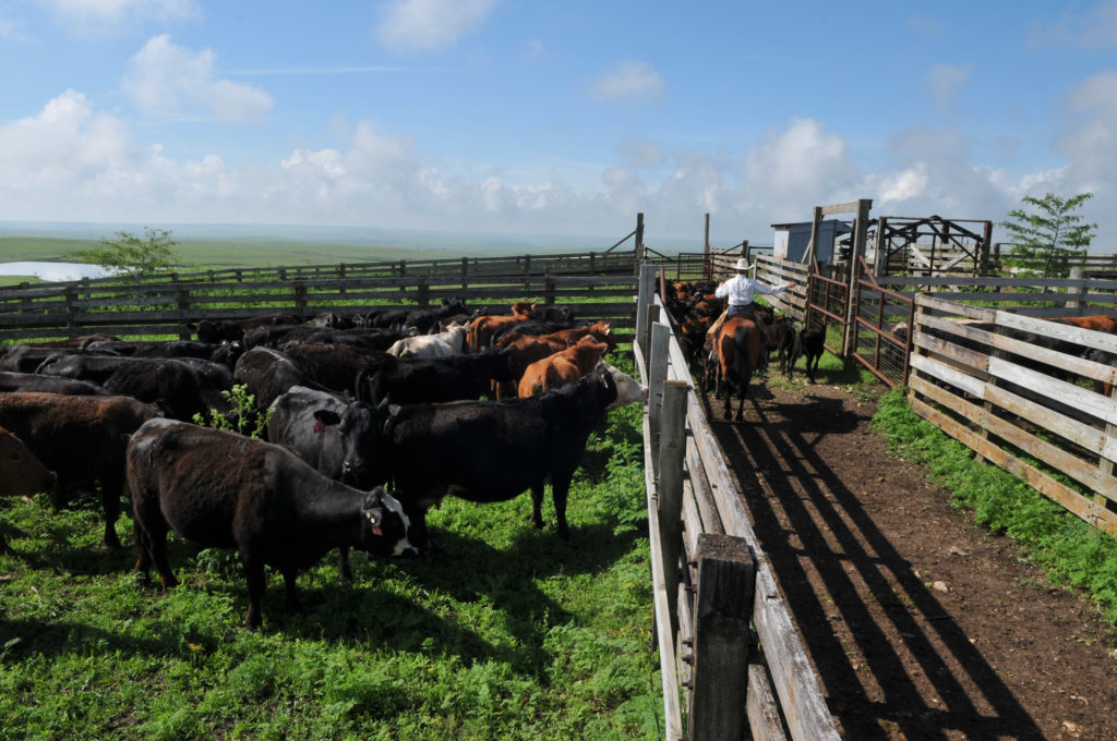 Cattle Work | Flint Hills Ranch Heritage