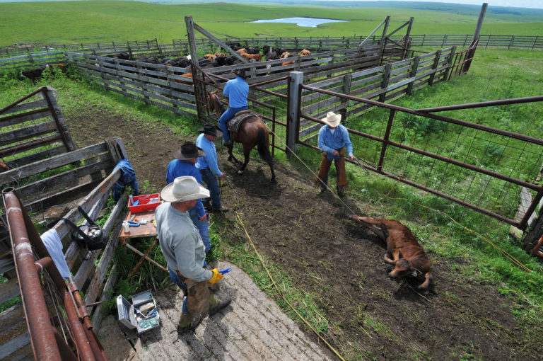 Cattle Work | Flint Hills Ranch Heritage