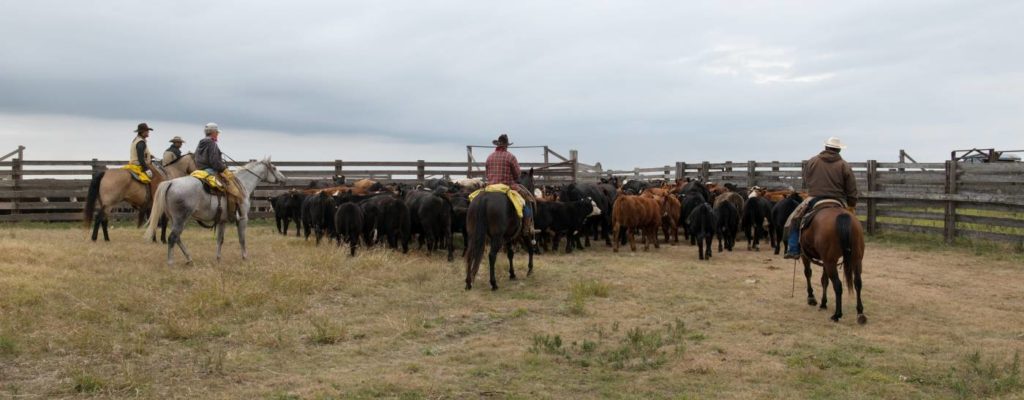 Cattle Work | Flint Hills Ranch Heritage